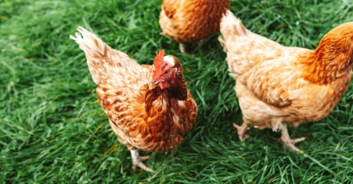 Farm Animals | Wooda Farm Holiday Park | Bude, Cornwall